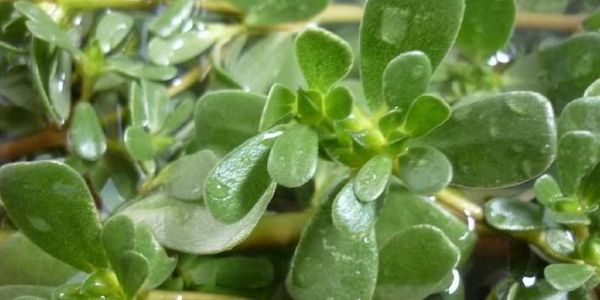 马齿苋煮水洗头治白发吗_马齿苋洗头白发变黑真的有效吗-第3张图片-山城妙识 马齿苋煮水洗头治白发吗_马齿苋洗头白发变黑真的有效吗-第3张图片-山城妙识