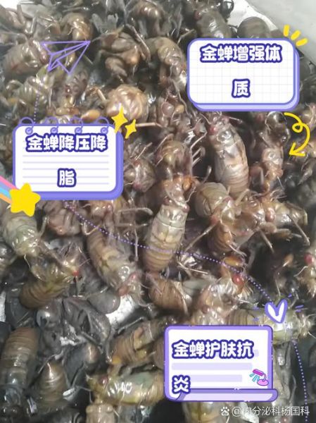 吃金蝉有什么好处_金蝉营养价值高吗-第2张图片-山城妙识 吃金蝉有什么好处_金蝉营养价值高吗-第2张图片-山城妙识