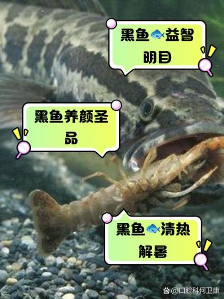 黑鱼的营养价值及功效_黑鱼怎么吃最补-第3张图片-山城妙识 黑鱼的营养价值及功效_黑鱼怎么吃最补-第3张图片-山城妙识