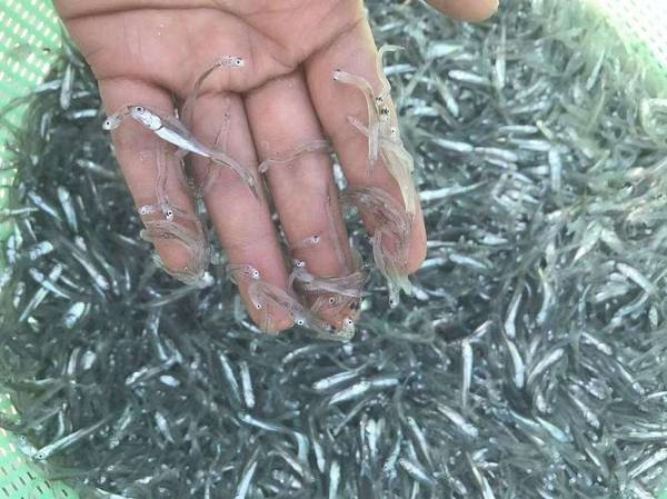 鳀鱼还叫什么鱼_鳀鱼别名叫什么-第1张图片-山城妙识