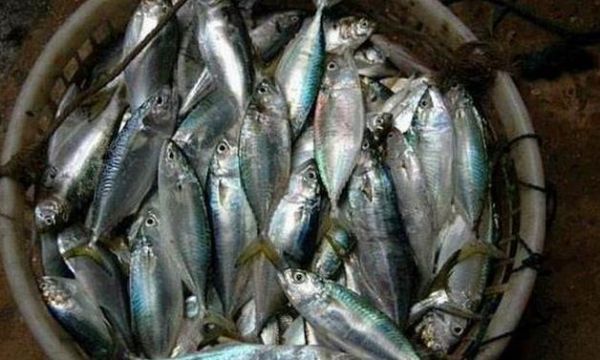 鳀鱼还叫什么鱼_鳀鱼别名叫什么-第2张图片-山城妙识