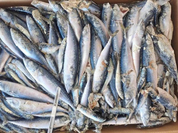 鳀鱼还叫什么鱼_鳀鱼别名叫什么-第3张图片-山城妙识