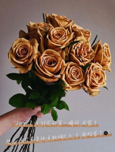 太妃糖玫瑰怎么养_太妃糖玫瑰的花语是什么-第2张图片-山城妙识