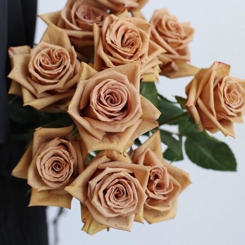 太妃糖玫瑰怎么养_太妃糖玫瑰的花语是什么-第3张图片-山城妙识