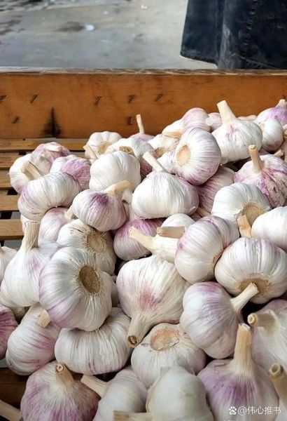 大蒜批发市场价格走势_大蒜批发市场进货渠道-第2张图片-山城妙识 大蒜批发市场价格走势_大蒜批发市场进货渠道-第2张图片-山城妙识