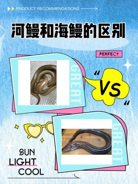 蒲烧鳗鱼是河鳗还是海鳗_鳗鱼种类区别-第1张图片-山城妙识 蒲烧鳗鱼是河鳗还是海鳗_鳗鱼种类区别-第1张图片-山城妙识