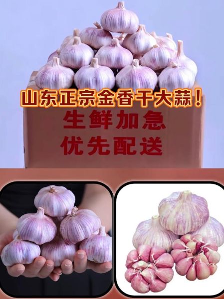 金乡大蒜价格今天多少钱一斤_金乡大蒜最新行情-第1张图片-山城妙识 金乡大蒜价格今天多少钱一斤_金乡大蒜最新行情-第1张图片-山城妙识