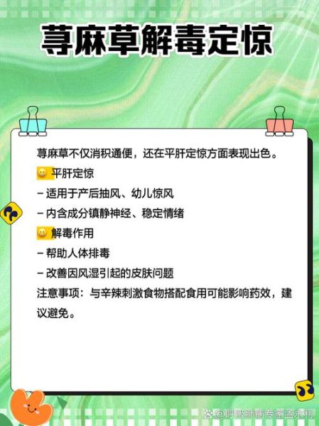 麻叶荨麻的功效与作用_麻叶荨麻怎么食用-第1张图片-山城妙识 麻叶荨麻的功效与作用_麻叶荨麻怎么食用-第1张图片-山城妙识