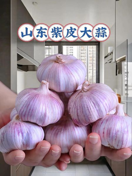 金乡大蒜价格今天多少钱一斤_金乡大蒜最新行情-第3张图片-山城妙识 金乡大蒜价格今天多少钱一斤_金乡大蒜最新行情-第3张图片-山城妙识