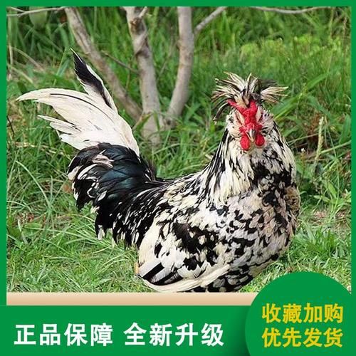 贵妃鸡能长多少斤_成年体重与饲养周期-第3张图片-山城妙识