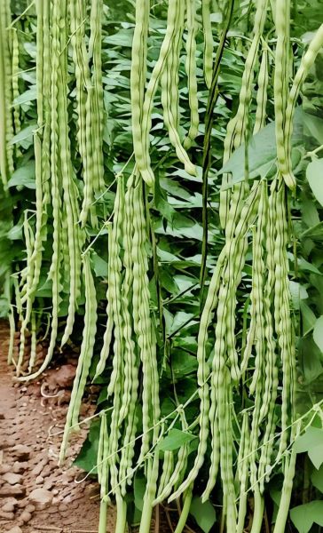 芸豆品种大全_芸豆哪个品种产量高-第1张图片-山城妙识