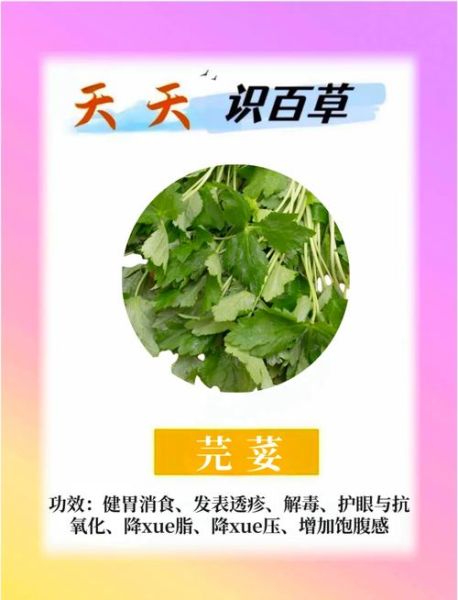芜荽的功效与作用_芜荽怎么吃最好-第2张图片-山城妙识