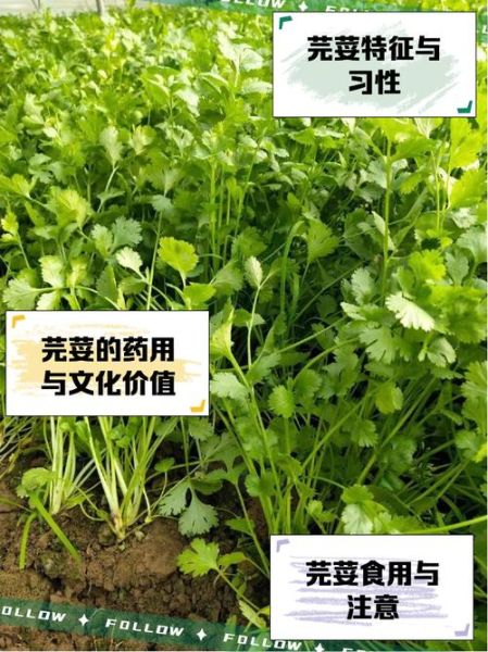 芜荽的功效与作用_芜荽怎么吃最好-第1张图片-山城妙识