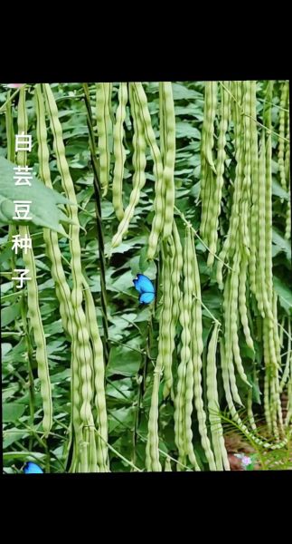 芸豆品种大全_芸豆哪个品种产量高-第3张图片-山城妙识