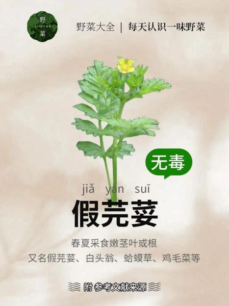 芜荽的功效与作用_芜荽怎么吃最好-第3张图片-山城妙识