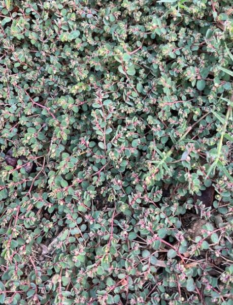 地锦草的功效与作用_地锦草能治哪些病-第1张图片-山城妙识 地锦草的功效与作用_地锦草能治哪些病-第1张图片-山城妙识