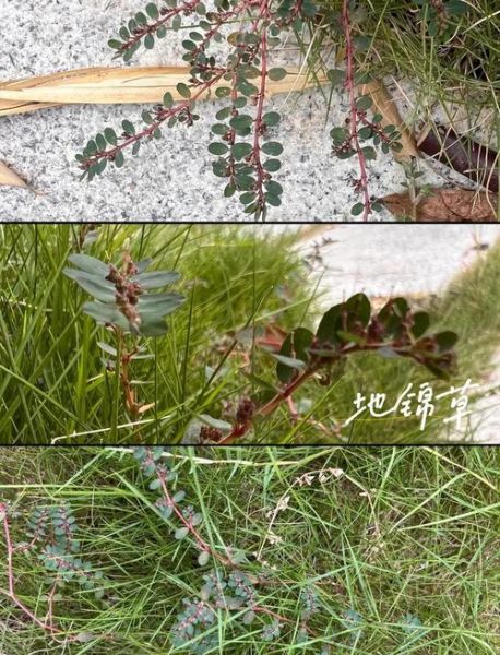 地锦草的功效与作用_地锦草能治哪些病-第2张图片-山城妙识 地锦草的功效与作用_地锦草能治哪些病-第2张图片-山城妙识