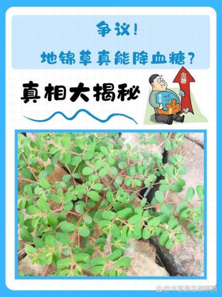 地锦草的功效与作用_地锦草能治哪些病-第3张图片-山城妙识 地锦草的功效与作用_地锦草能治哪些病-第3张图片-山城妙识