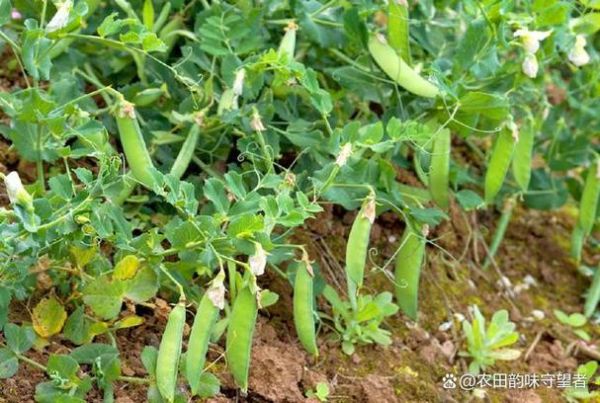 豌豆什么时候种植最好_豌豆种植时间-第1张图片-山城妙识 豌豆什么时候种植最好_豌豆种植时间-第1张图片-山城妙识