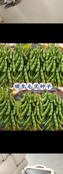 青毛豆的营养价值_青毛豆的功效与作用-第2张图片-山城妙识