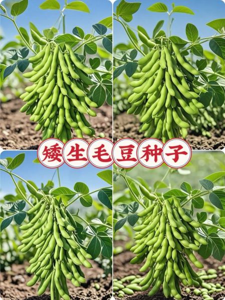 青毛豆的营养价值_青毛豆的功效与作用-第3张图片-山城妙识