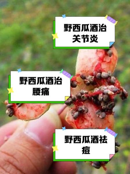 野西瓜治风湿怎么用_野西瓜泡酒配方比例-第1张图片-山城妙识 野西瓜治风湿怎么用_野西瓜泡酒配方比例-第1张图片-山城妙识