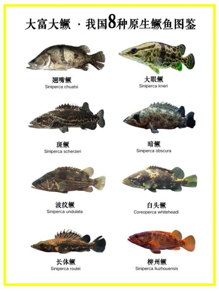 鳜鱼有几种_鳜鱼品种怎么区分-第1张图片-山城妙识