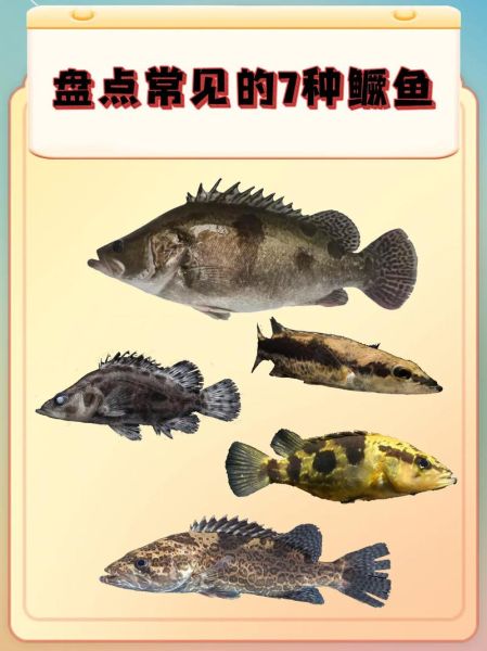 鳜鱼有几种_鳜鱼品种怎么区分-第2张图片-山城妙识