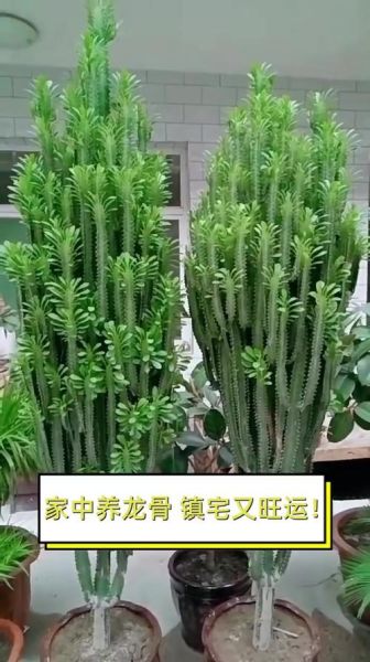 龙骨是什么植物_龙骨怎么养才长得快-第1张图片-山城妙识