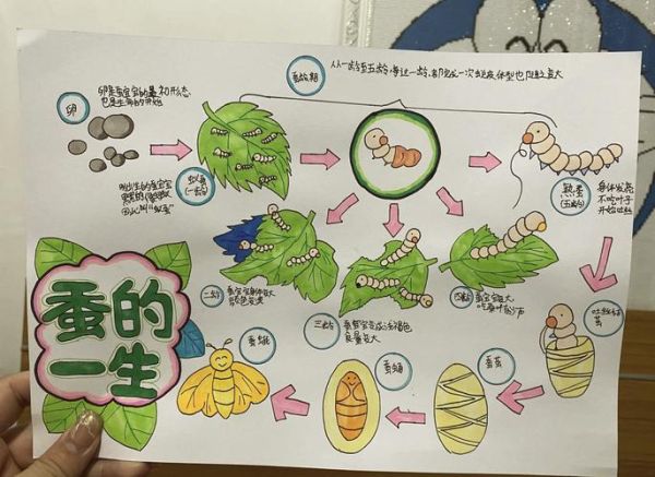 蚕图片大全_蚕的生长过程图片-第2张图片-山城妙识