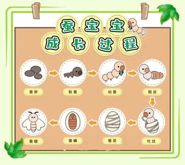 蚕图片大全_蚕的生长过程图片-第1张图片-山城妙识
