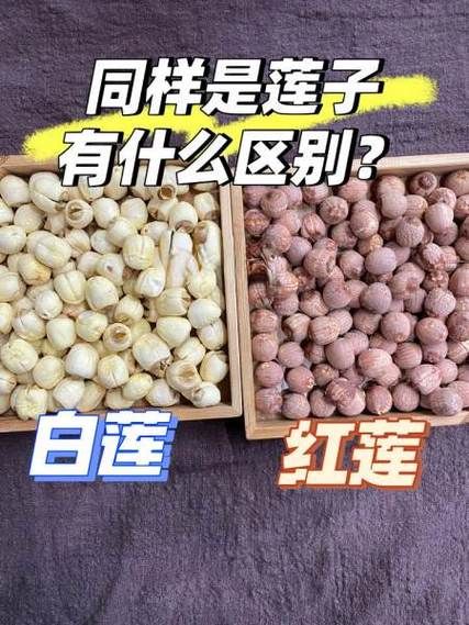 红莲子怎么吃最好_红莲子正确吃法-第1张图片-山城妙识 红莲子怎么吃最好_红莲子正确吃法-第1张图片-山城妙识