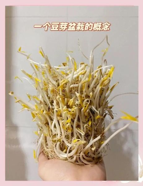 自制豆芽最简单的方法_家庭无土栽培豆芽技巧-第1张图片-山城妙识 自制豆芽最简单的方法_家庭无土栽培豆芽技巧-第1张图片-山城妙识