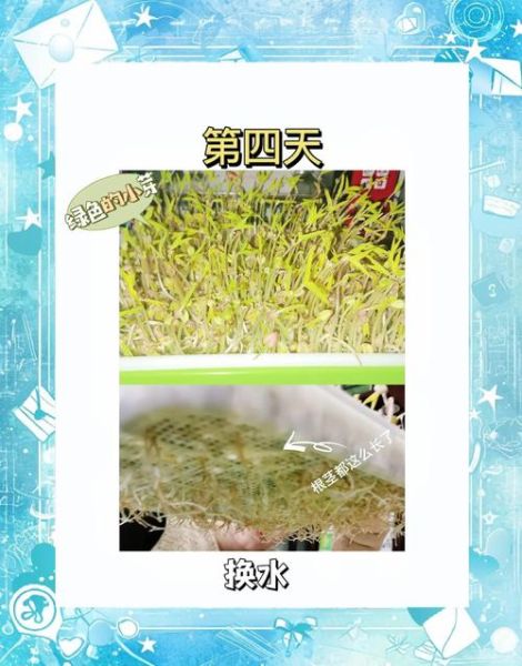 自制豆芽最简单的方法_家庭无土栽培豆芽技巧-第2张图片-山城妙识 自制豆芽最简单的方法_家庭无土栽培豆芽技巧-第2张图片-山城妙识