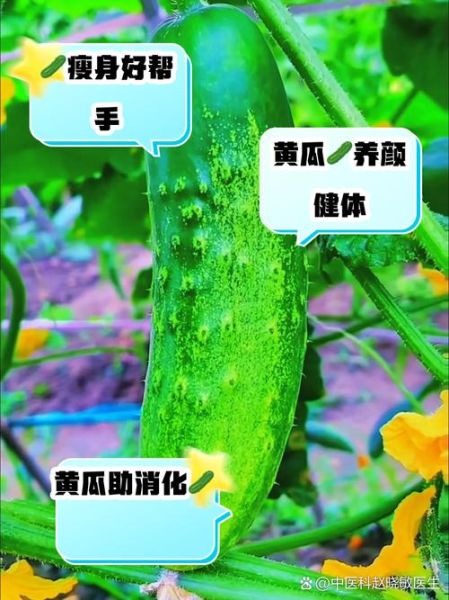 20天吃黄瓜瘦40斤靠谱吗_黄瓜减肥真相-第1张图片-山城妙识 20天吃黄瓜瘦40斤靠谱吗_黄瓜减肥真相-第1张图片-山城妙识