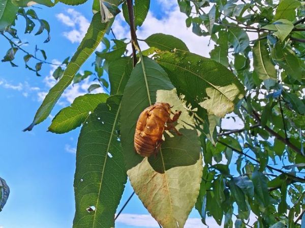 知了壳有什么功效_知了壳怎么服用-第3张图片-山城妙识 知了壳有什么功效_知了壳怎么服用-第3张图片-山城妙识