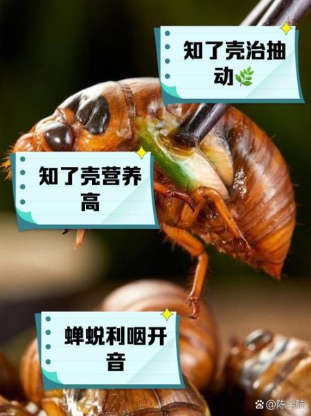 知了壳有什么功效_知了壳怎么服用-第2张图片-山城妙识 知了壳有什么功效_知了壳怎么服用-第2张图片-山城妙识