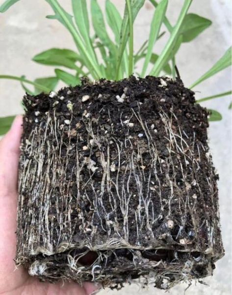 豆腐渣怎么做肥料_豆腐渣沤肥多久能用-第1张图片-山城妙识