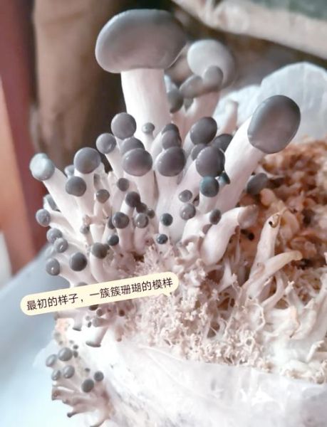 平菇怎么种植_平菇种植视频教程-第1张图片-山城妙识