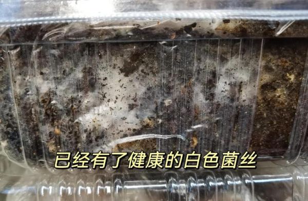 豆腐渣怎么做肥料_豆腐渣沤肥多久能用-第2张图片-山城妙识
