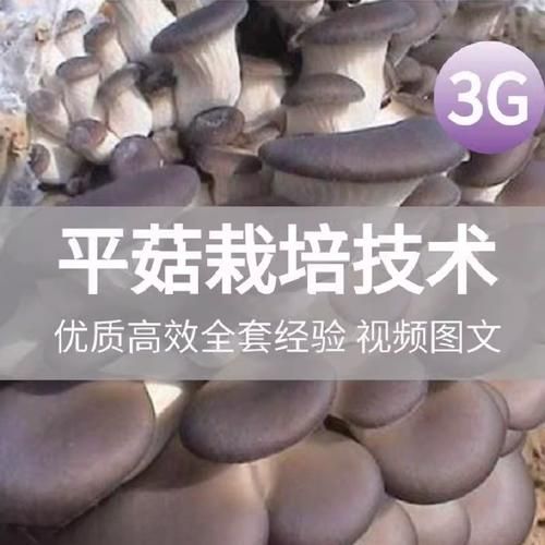 平菇怎么种植_平菇种植视频教程-第3张图片-山城妙识