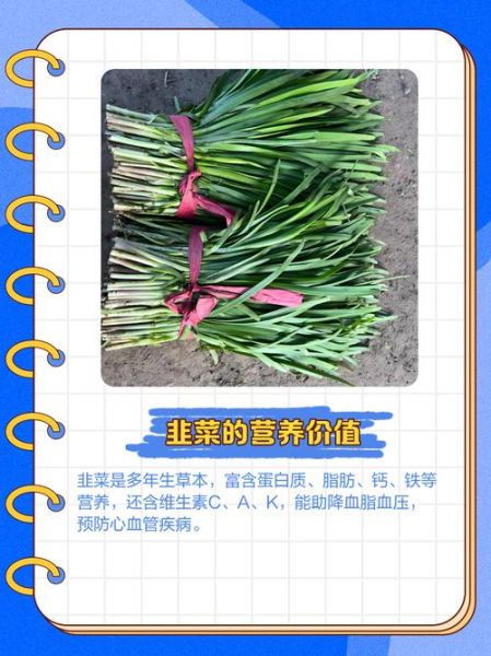 韭菜的功效与作用_韭菜的副作用有哪些-第1张图片-山城妙识