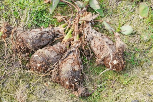 野生芋头图片大全_如何辨别有毒品种-第1张图片-山城妙识 野生芋头图片大全_如何辨别有毒品种-第1张图片-山城妙识