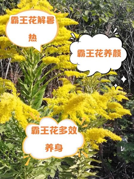 霸王花有什么功效与作用_霸王花怎么吃最好-第2张图片-山城妙识