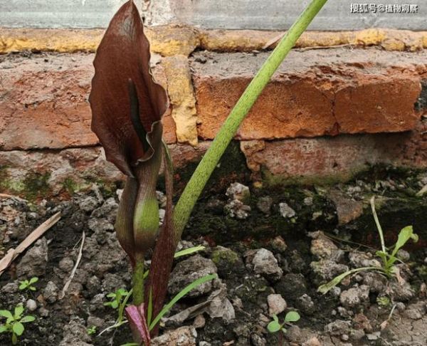 野生芋头图片大全_如何辨别有毒品种-第2张图片-山城妙识 野生芋头图片大全_如何辨别有毒品种-第2张图片-山城妙识