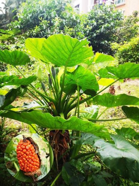 野生芋头图片大全_如何辨别有毒品种-第3张图片-山城妙识 野生芋头图片大全_如何辨别有毒品种-第3张图片-山城妙识