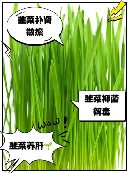 韭菜的功效与作用_韭菜的副作用有哪些-第3张图片-山城妙识