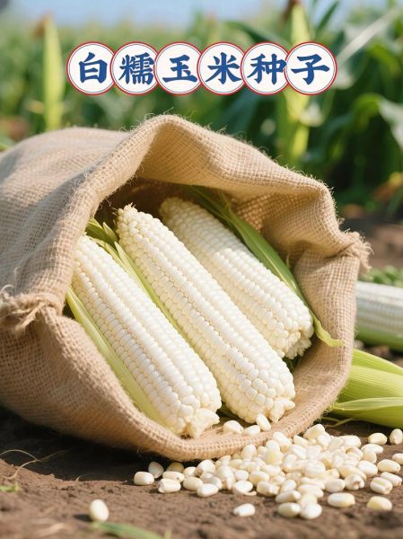 糯玉米哪个品种最好吃_糯玉米怎么挑选-第3张图片-山城妙识