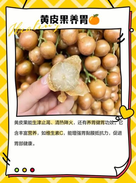 黄皮果核的功效与作用_黄皮果核能泡水喝吗-第3张图片-山城妙识 黄皮果核的功效与作用_黄皮果核能泡水喝吗-第3张图片-山城妙识