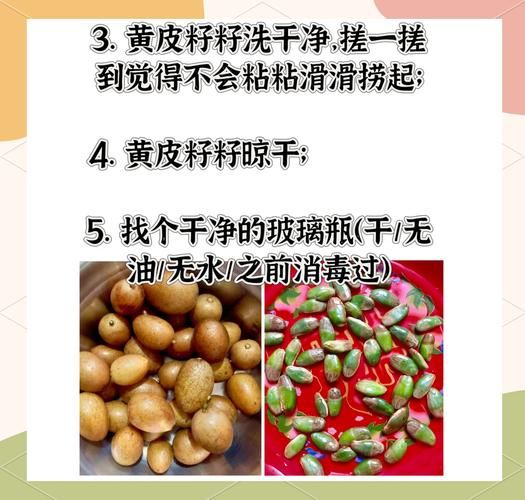 黄皮果核的功效与作用_黄皮果核能泡水喝吗-第2张图片-山城妙识 黄皮果核的功效与作用_黄皮果核能泡水喝吗-第2张图片-山城妙识